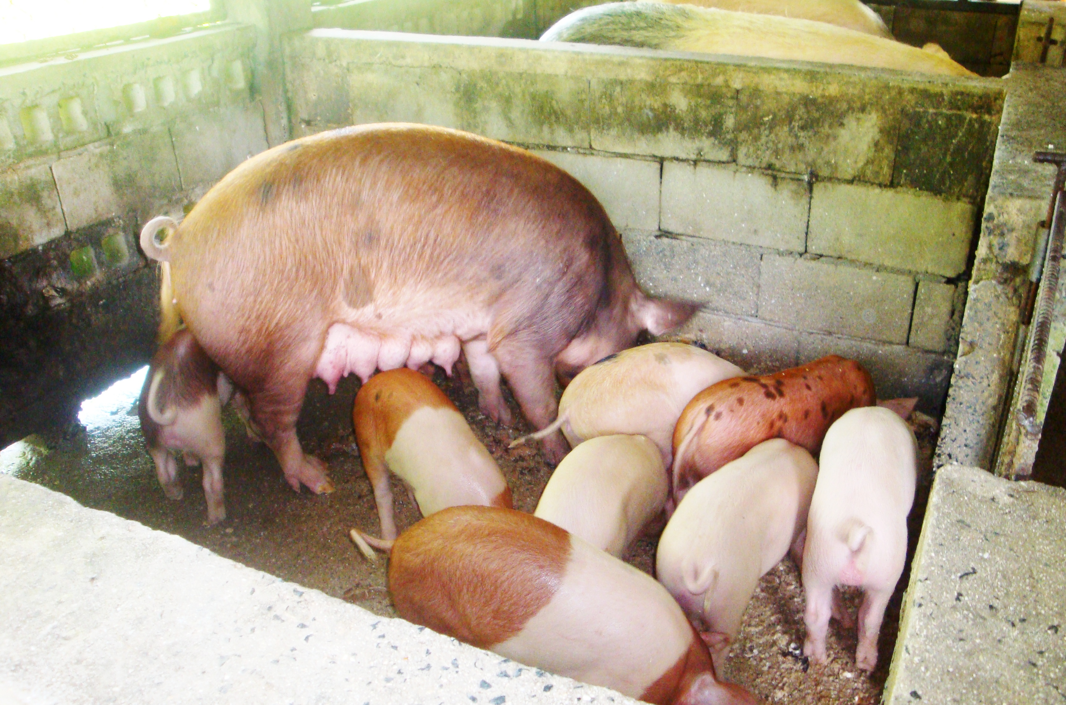 Embassy of Japan in the Federated States of Micronesia